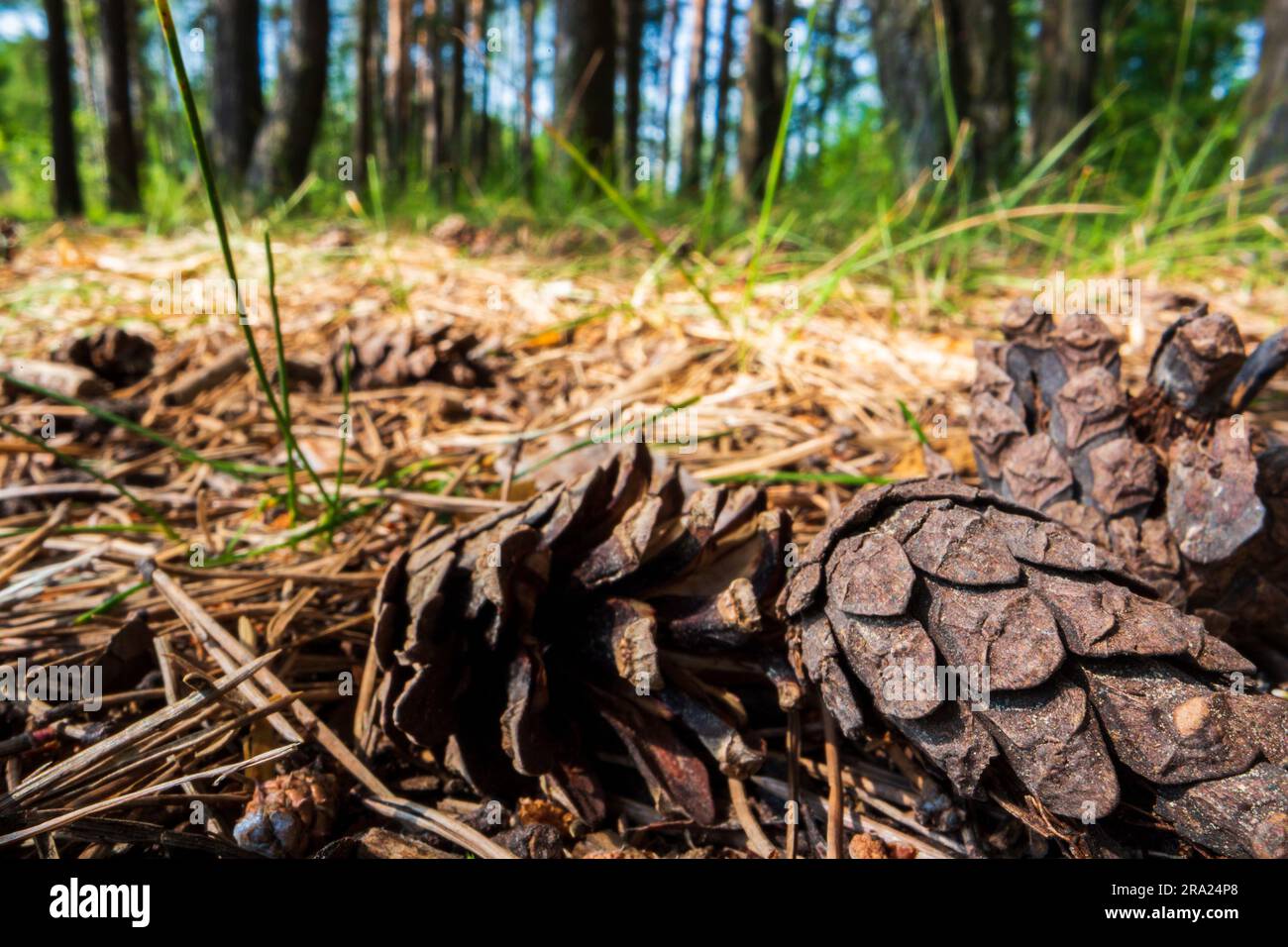 Bump close-up on the ground in the forest. Beautiful natural landscape ...