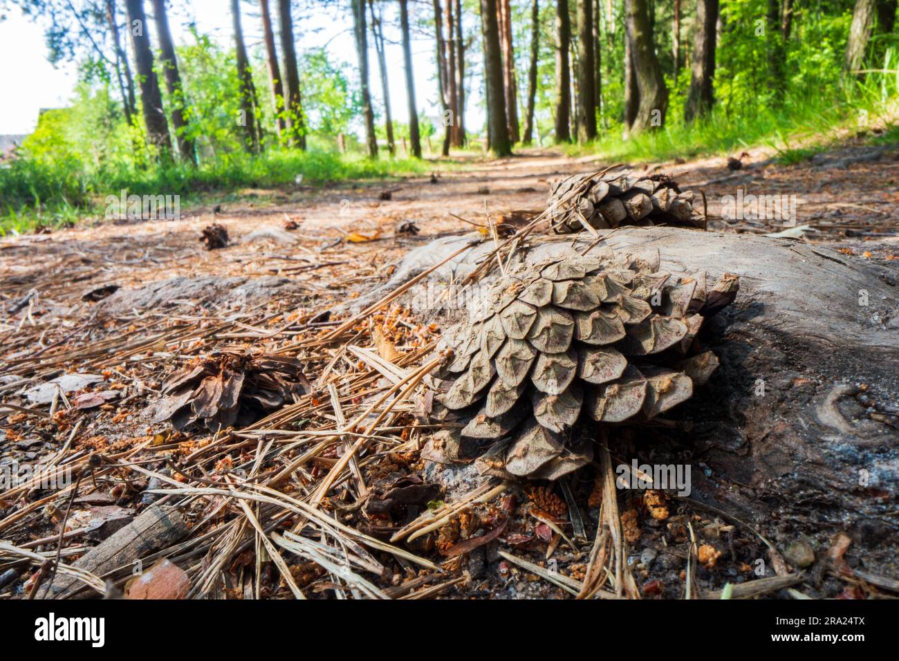 Bump close-up on the ground in the forest. Beautiful natural landscape ...