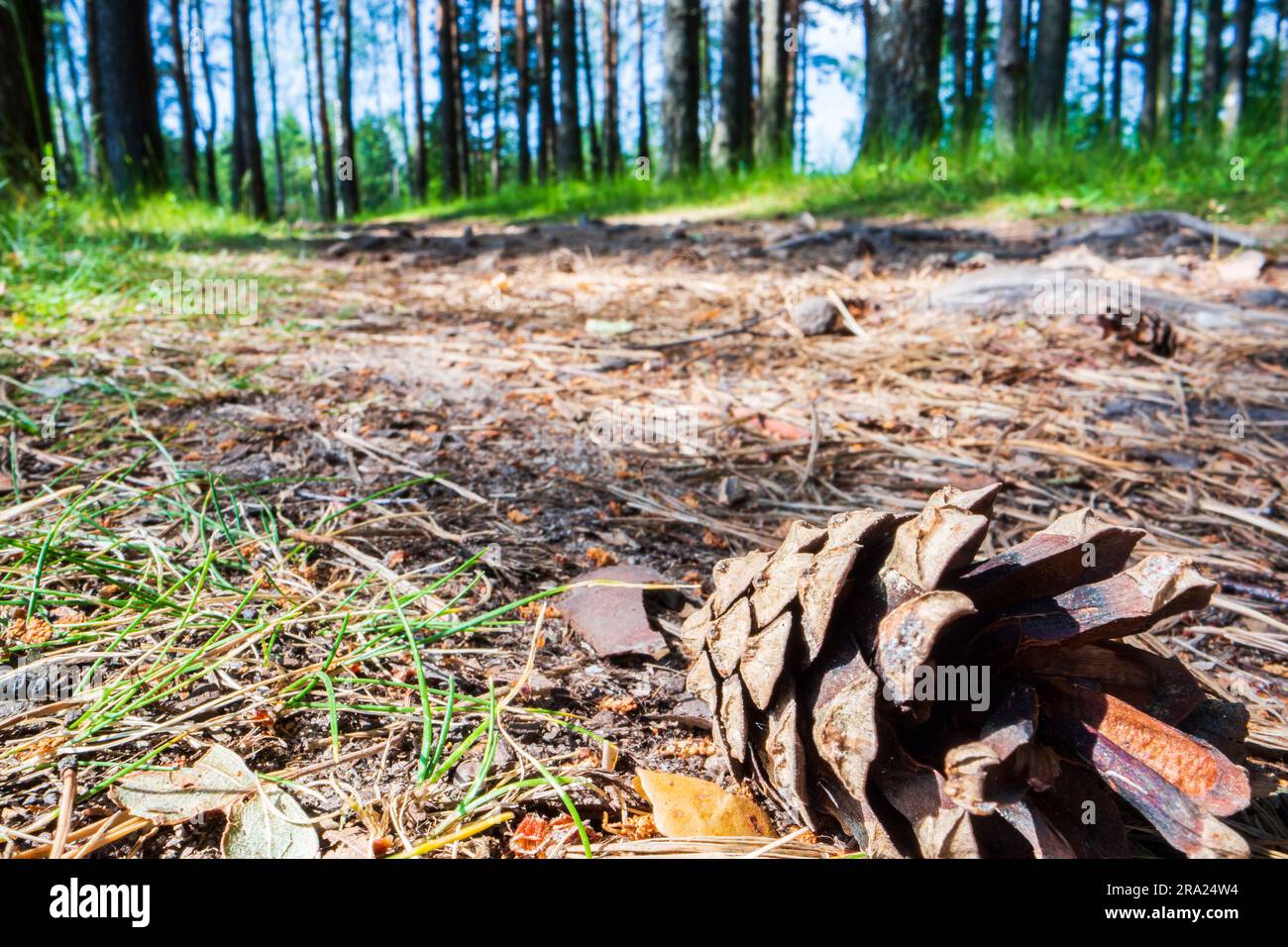 Bump close-up on the ground in the forest. Beautiful natural landscape ...