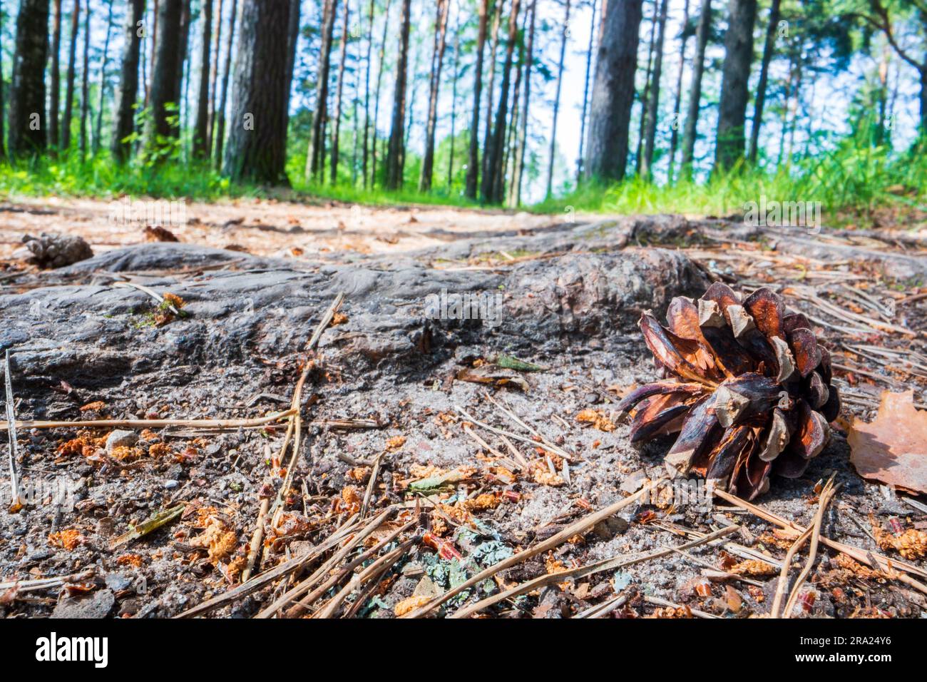 Close-up roots of pine in forest. Low point of view in nature landscape ...