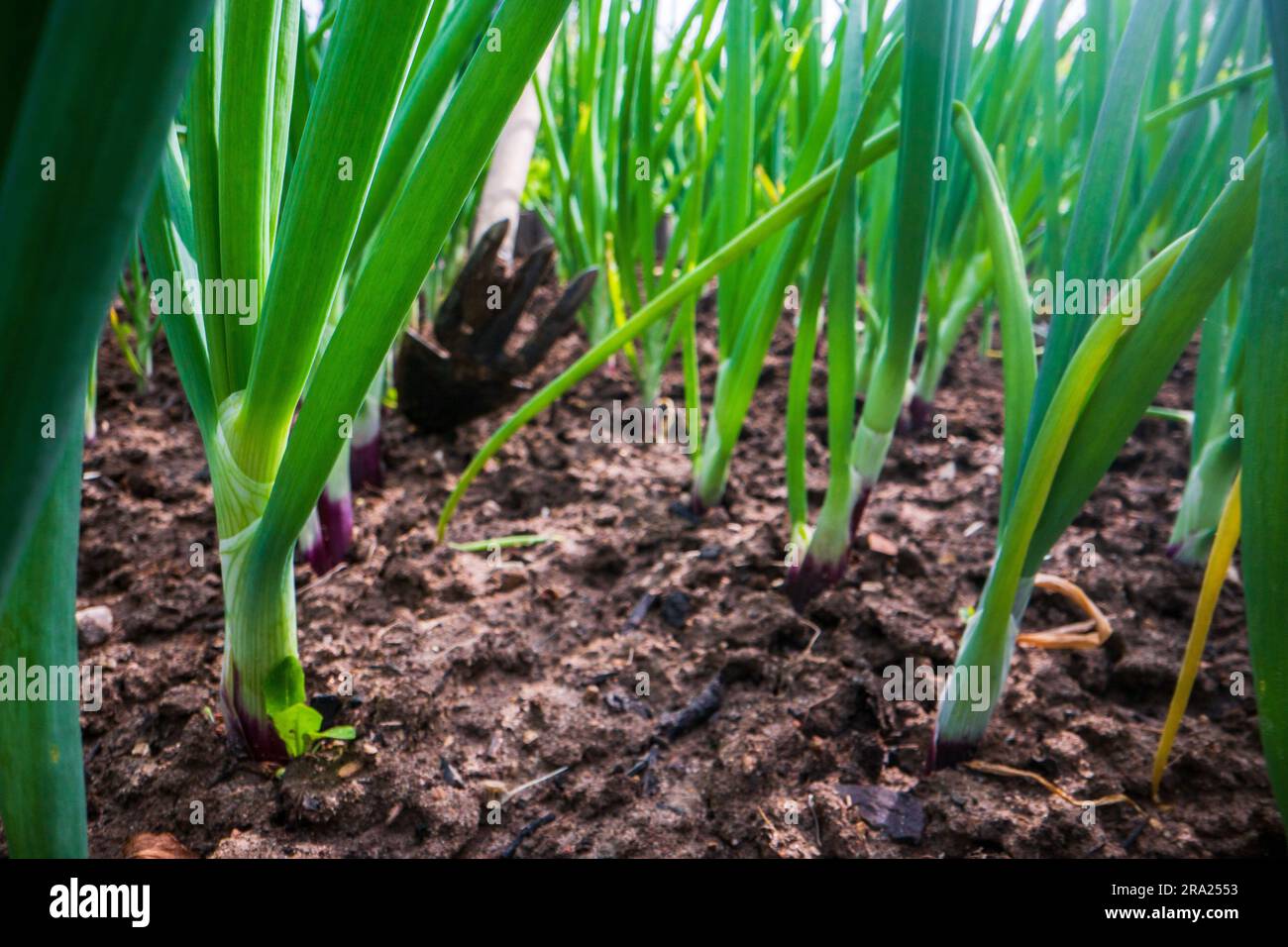 Weeding beds with agricultura plants growing in the garden. Weed ...