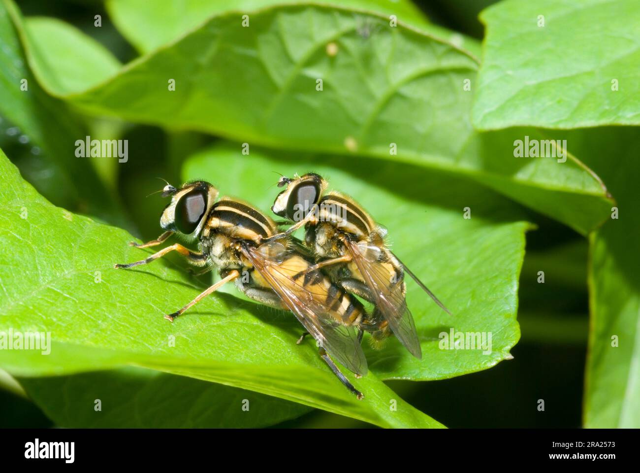 Helophilus pendulus Hoverfly Stock Photo - Alamy