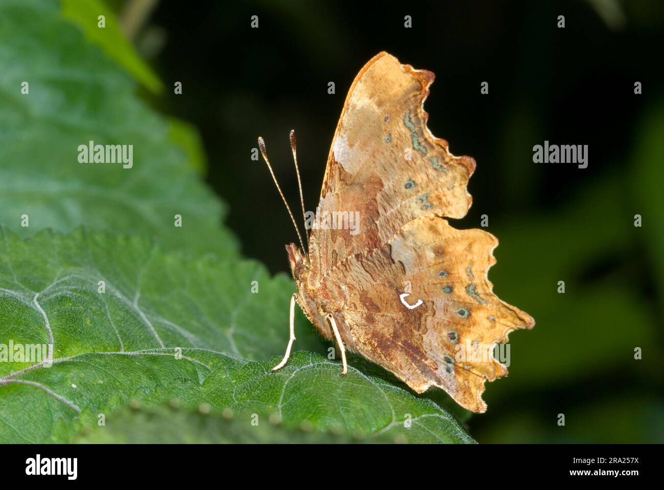 Irregularly dentate hi-res stock photography and images - Alamy