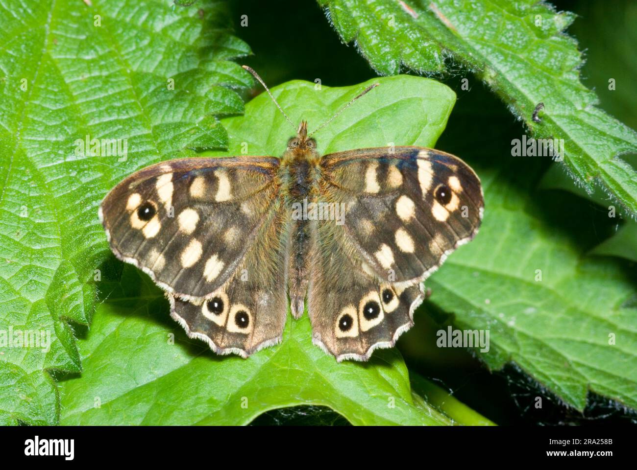 Speckled Wood Butterfly Stock Photo - Alamy