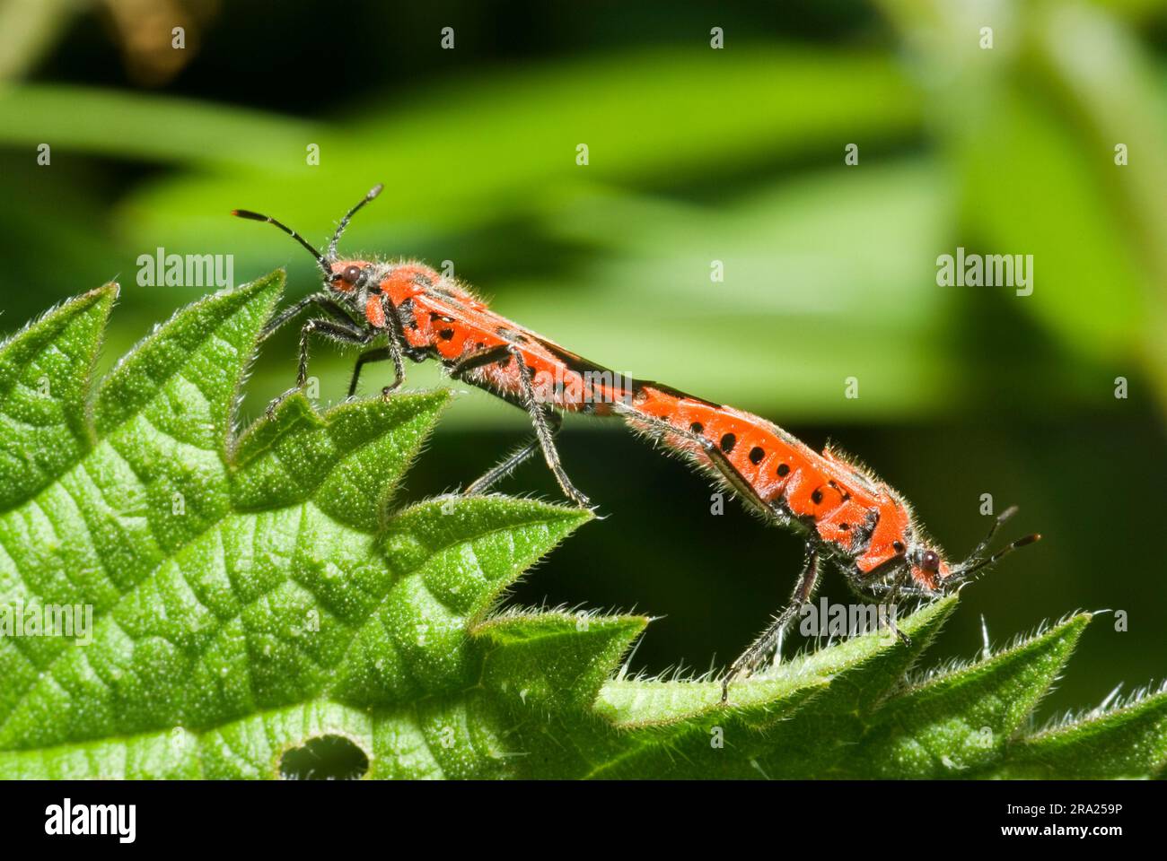 Black and red squash bug hi-res stock photography and images - Alamy