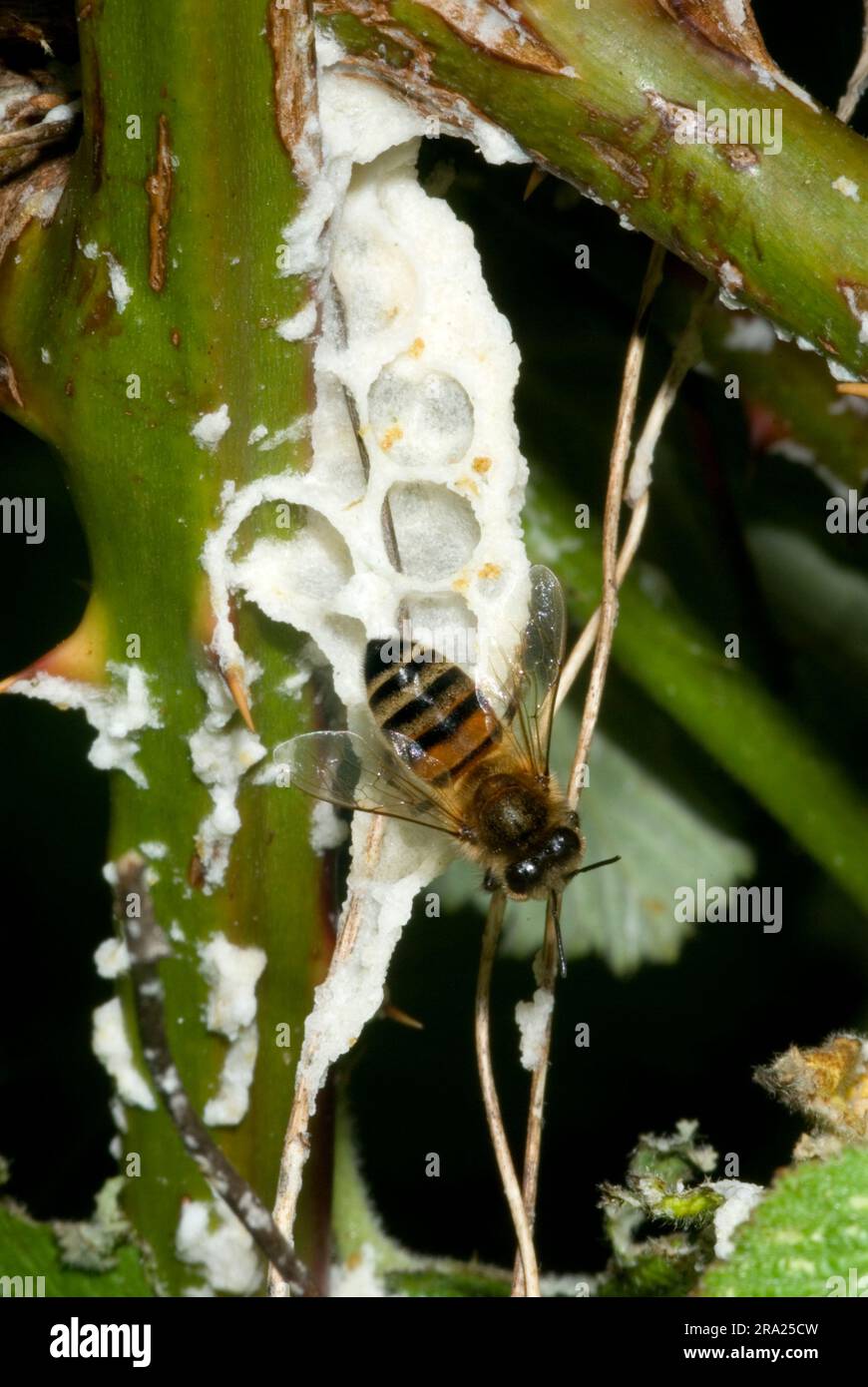 Honey Bee After Swarm Has Left Stock Photo - Alamy