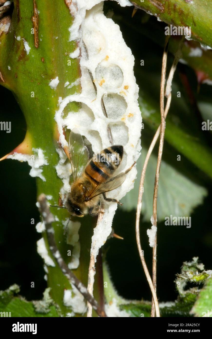 Honey Bee After Swarm Has Left Stock Photo - Alamy