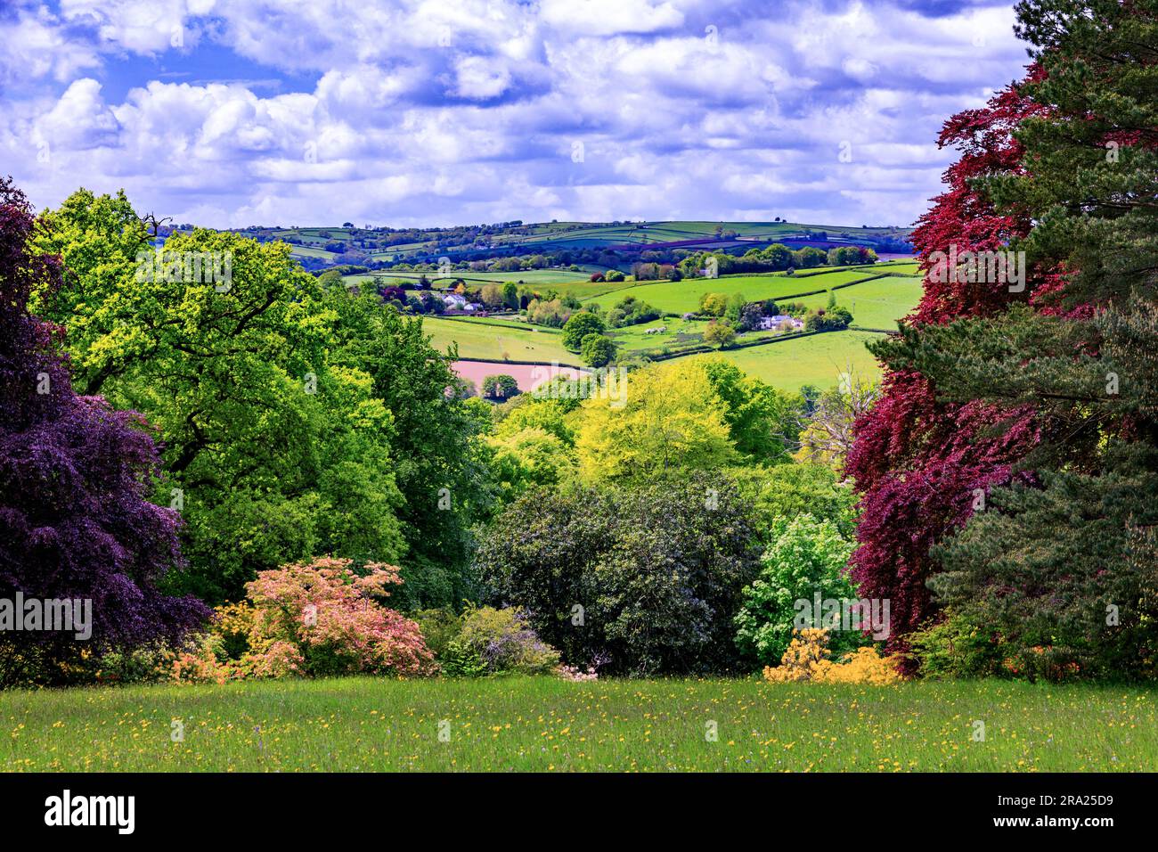 Looking across the Exe Valley from Knightshayes Court, nr Tiverton ...