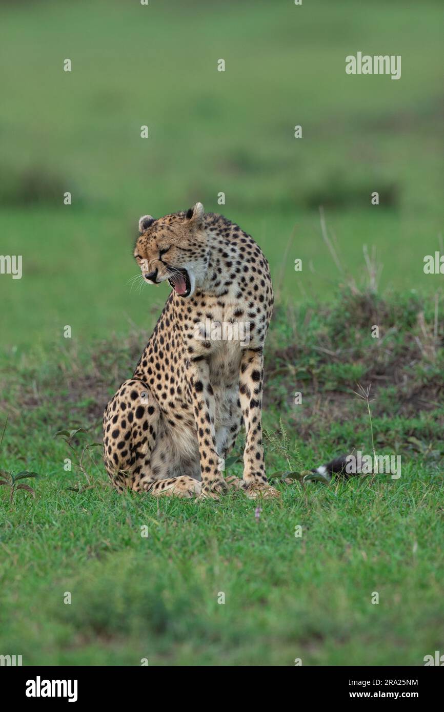 Something hilarious. MASAI MARA, KENYA:THIS FUNNY cheetah who appears ...
