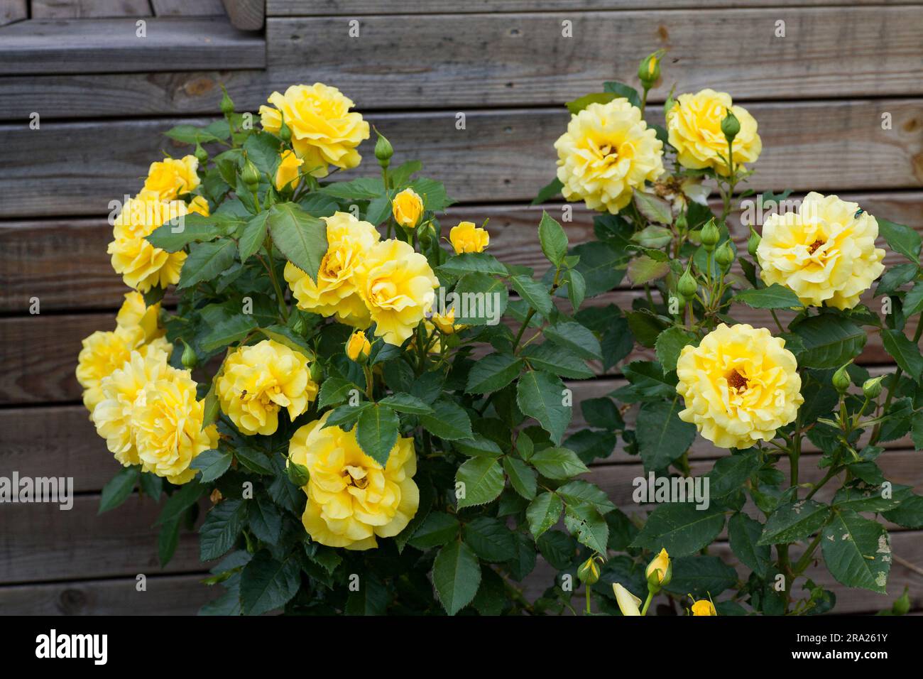 ROSE Rosaceae Climbing and cluster flowered Stock Photo - Alamy