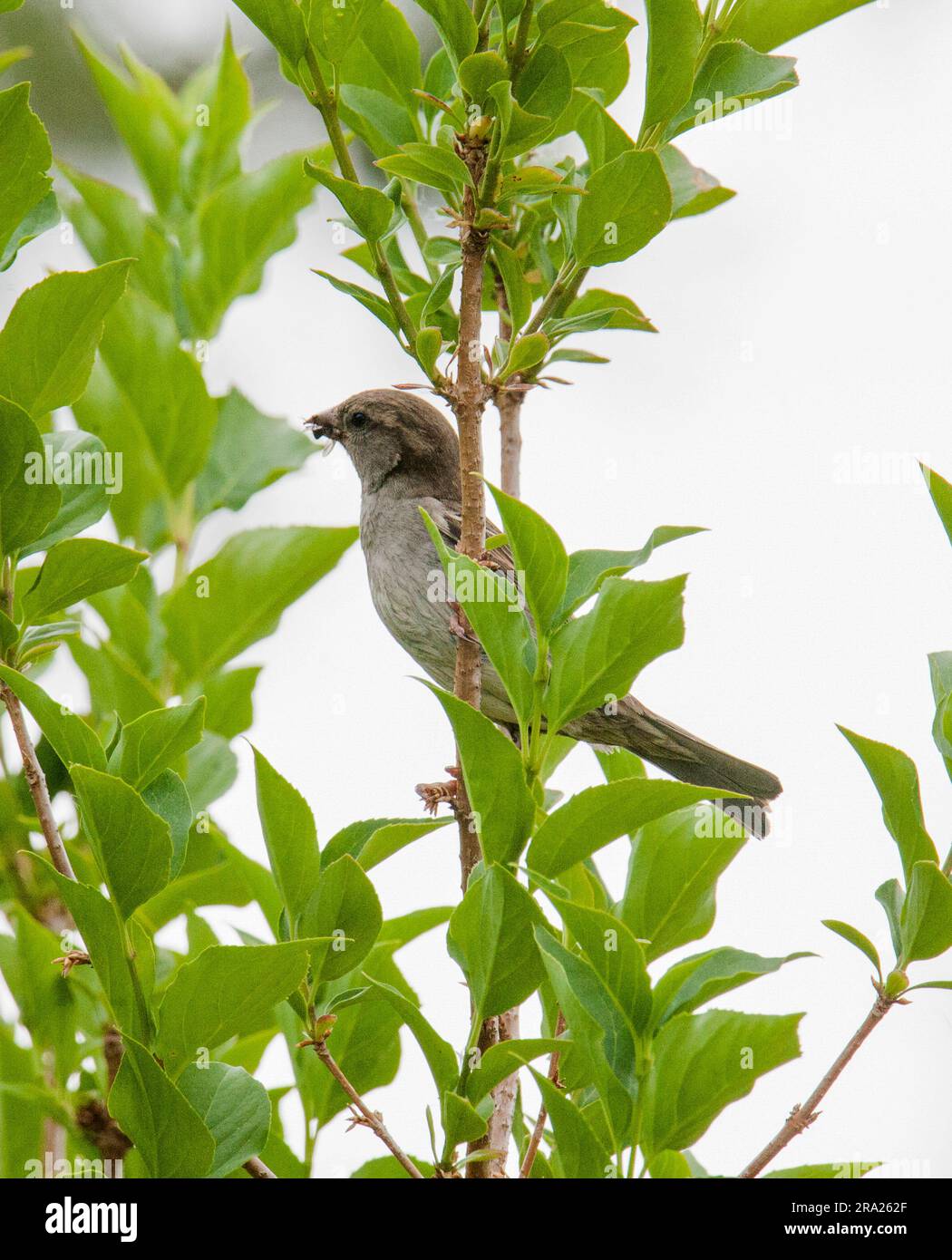The HOUSE SPARROW female on branch with food for the young in their ...