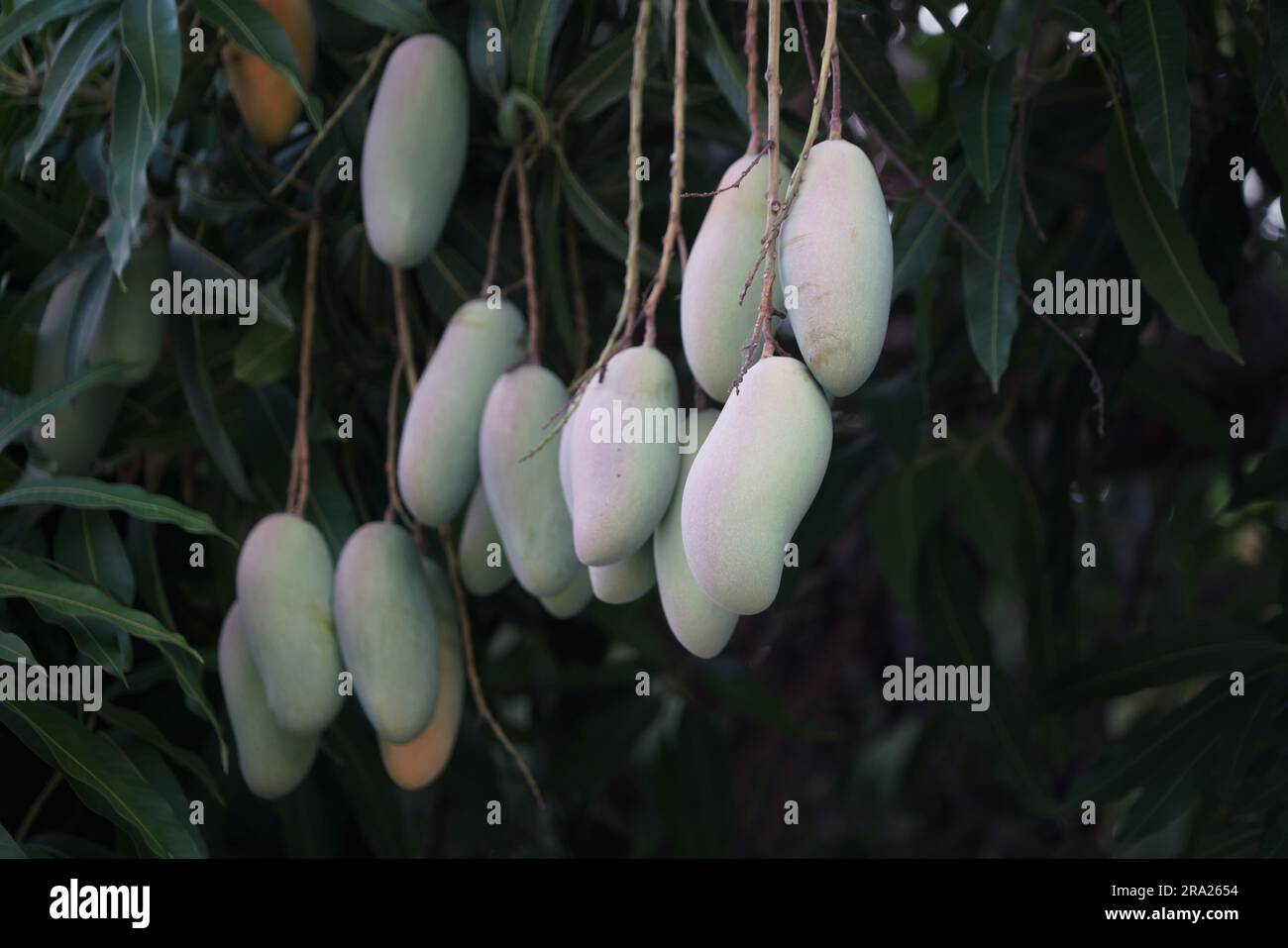Mango fruits on a Mango tree in the Agriculture Farm Stock Photo - Alamy