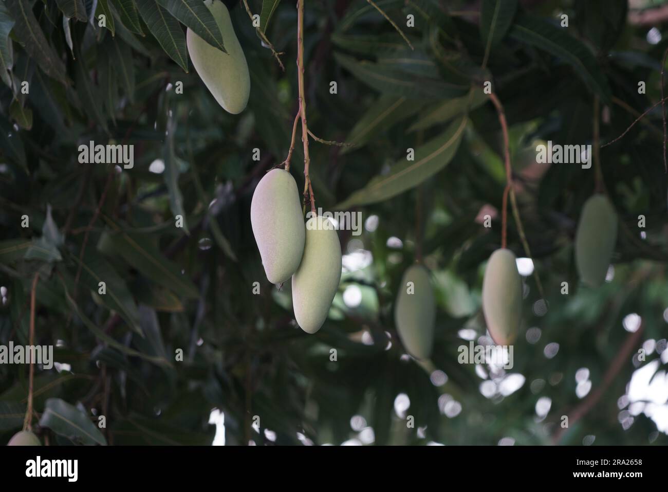 Mango fruits on a Mango tree in the Agriculture Farm Stock Photo - Alamy