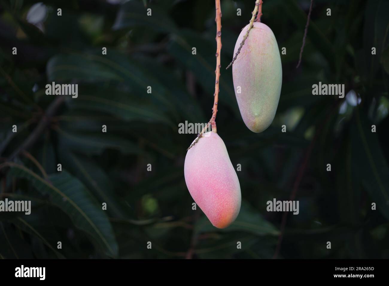 Mango fruits on a Mango tree in the Agriculture Farm Stock Photo - Alamy