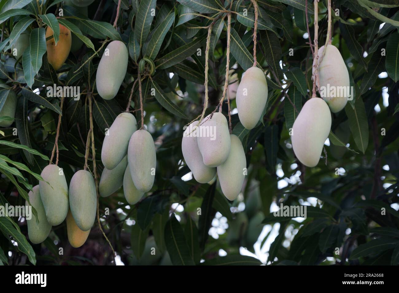 Mango fruits on a Mango tree in the Agriculture Farm Stock Photo - Alamy