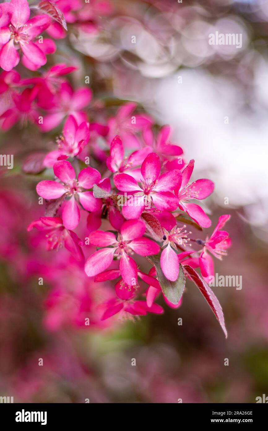 Red pink appletree blossoms. Spring flowering garden. Floral natural ...