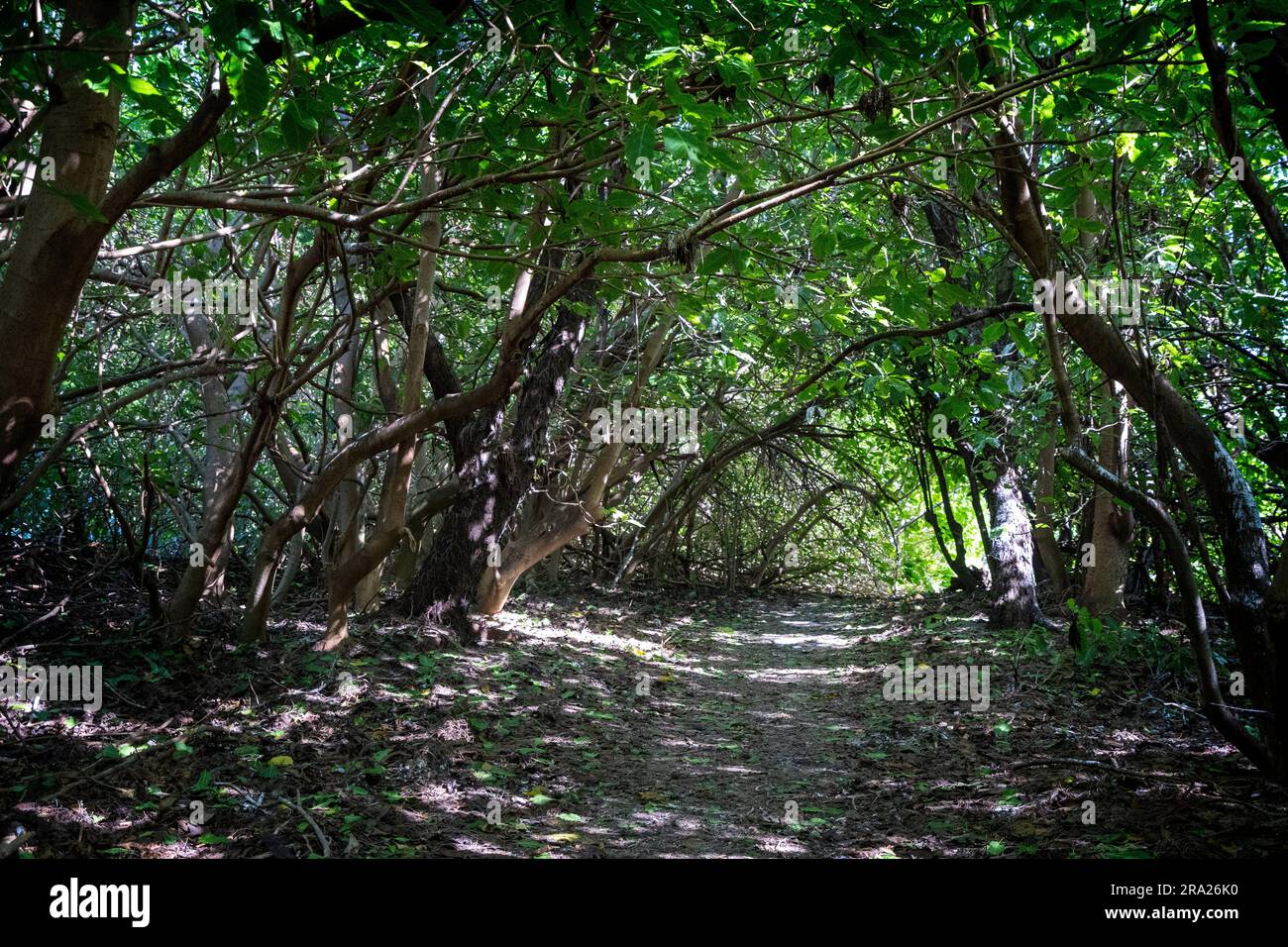 Regrowth of coral cay native plant, Lady Elliot Island, Queensland ...