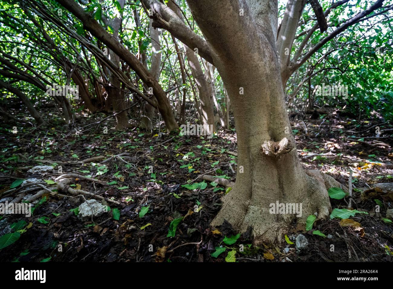 Regrowth of coral cay native plant, Lady Elliot Island, Queensland ...