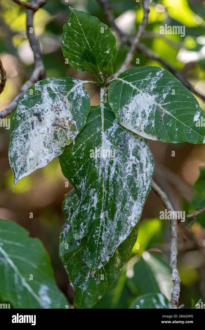 Bird droppings covering leaves, Lady Elliot Island, Great Barrier Reef ...