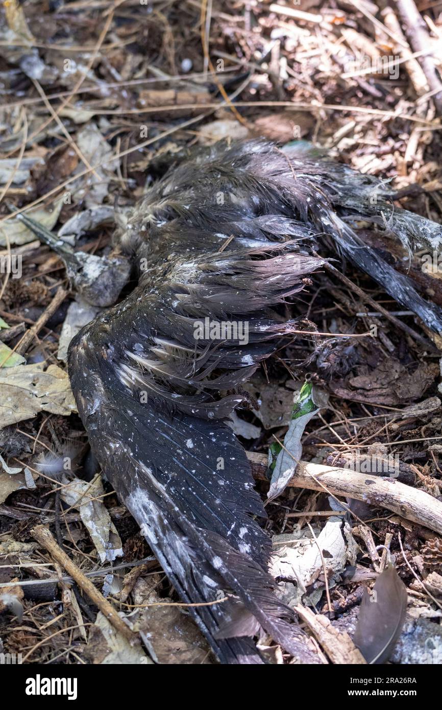 Decaying body of dead Noddy Tern, Lady Elliot Island, Great Barrier ...