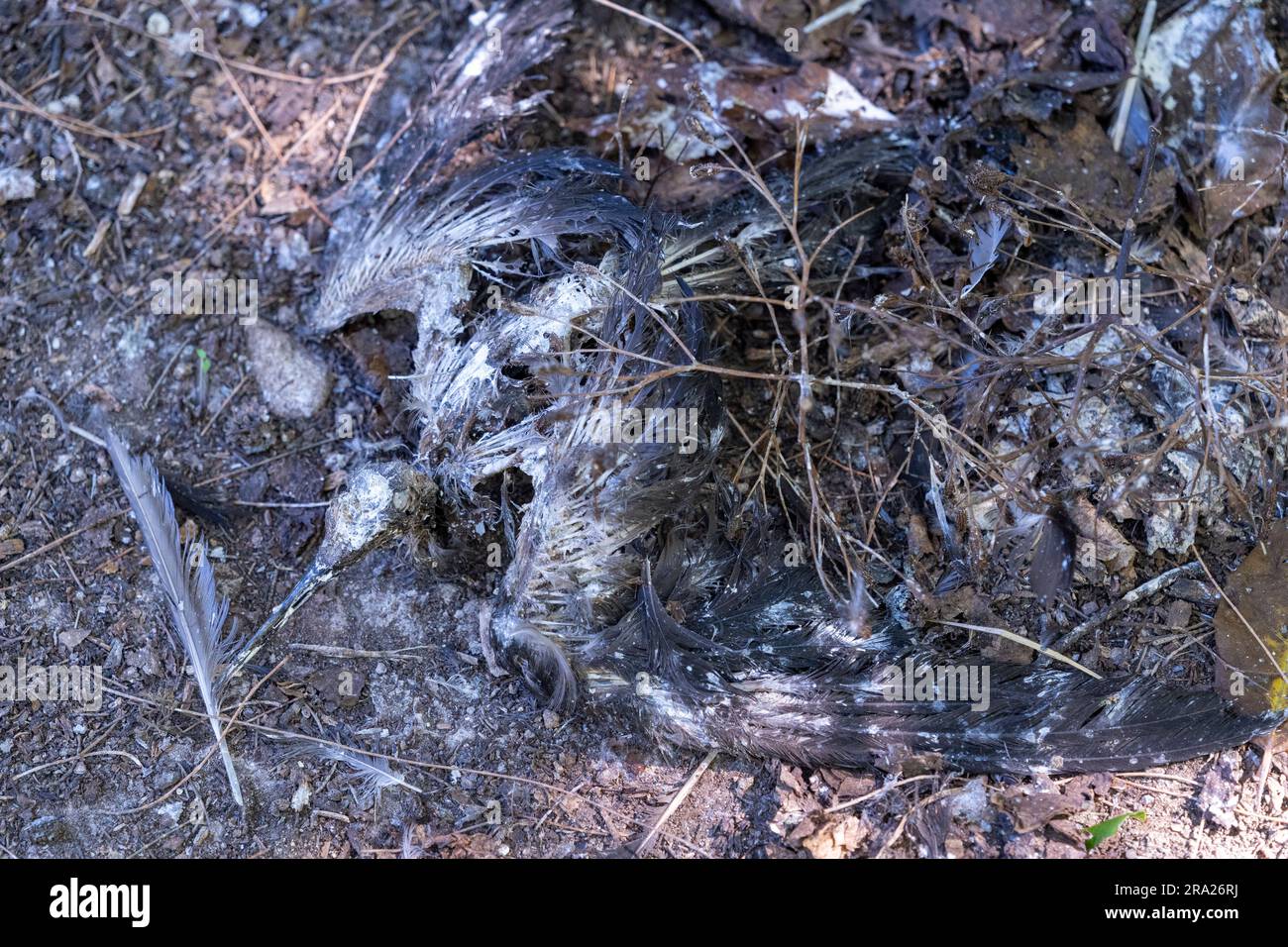 Decaying body of dead Noddy Tern, Lady Elliot Island, Great Barrier ...