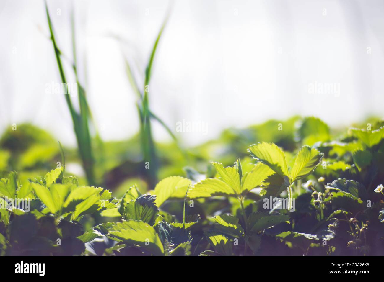 Strawberry crops planted in soil under sun. Cultivated land close up ...