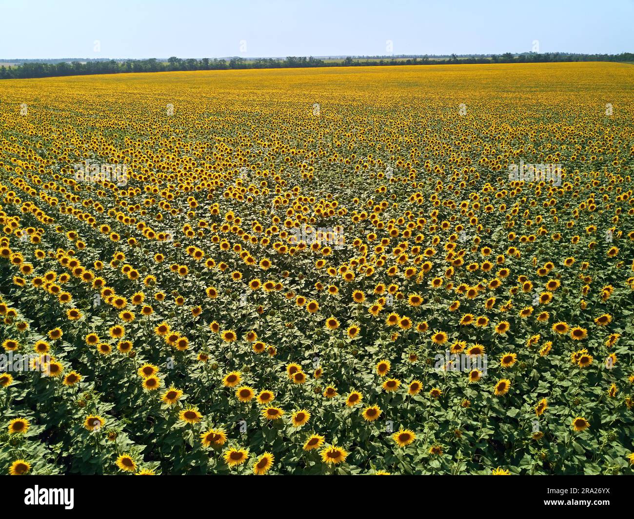 Aerial of sunflowers field. Drone flight over blooming sunflower field ...