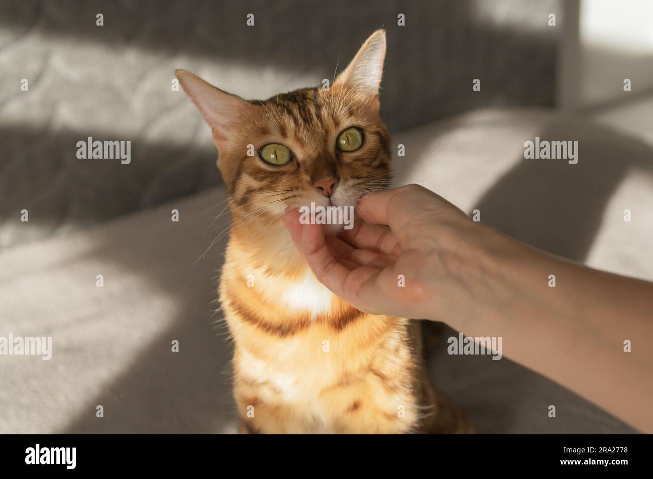 Hand of a cat hi-res stock photography and images - Alamy