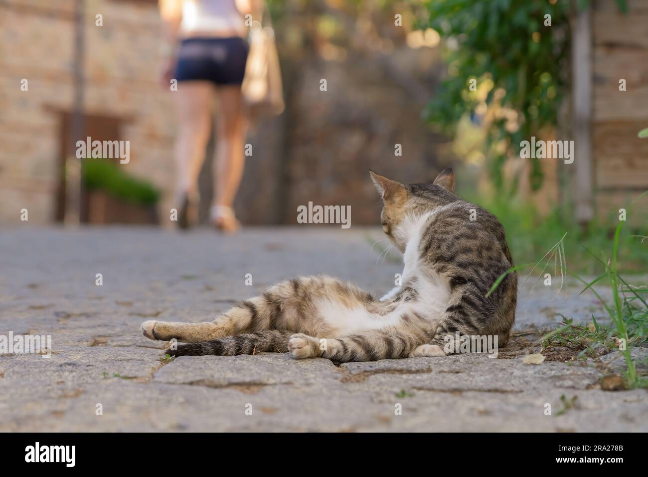 The cat is watching the girl walking down the road Stock Photo - Alamy
