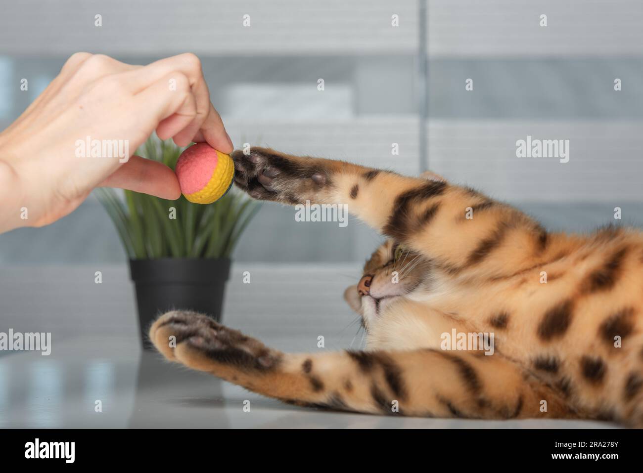 A domestic cat lazily plays with its paws with a small ball in its ...
