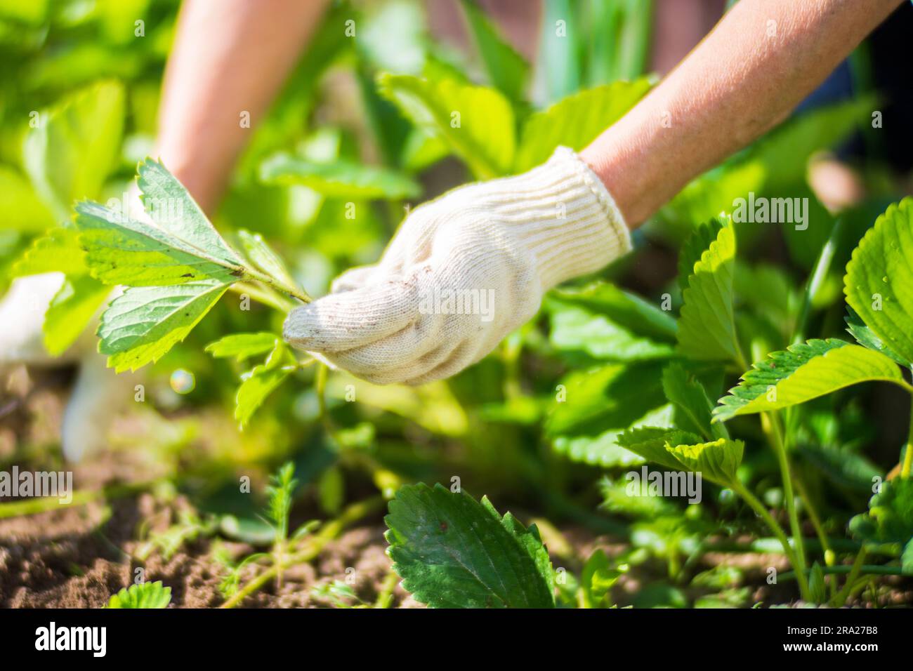 The farmer takes care of the plants in the vegetable garden on the farm ...