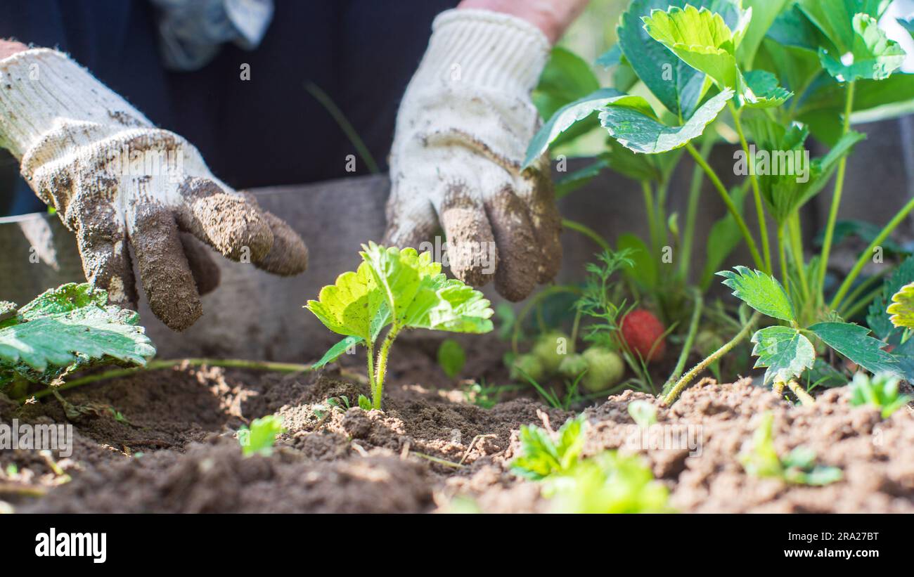 The farmer takes care of the plants in the vegetable garden on the farm ...