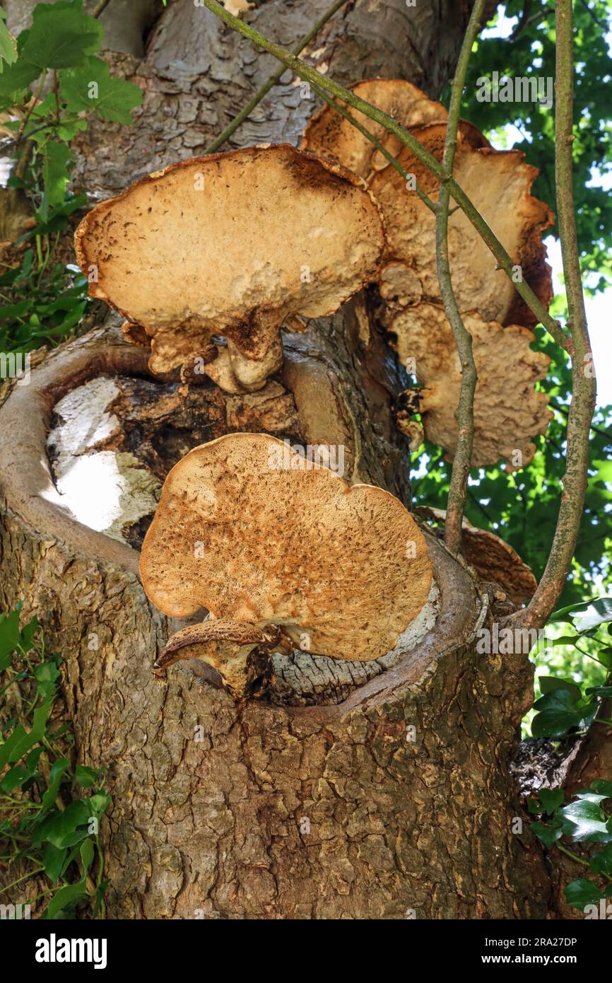Upright image of fungi growing on the trunk of a tree in Devonport Park ...