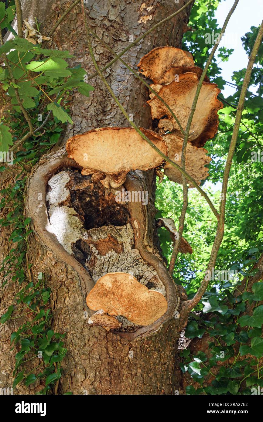 Upright image of fungi growing on the trunk of a tree in Devonport Park ...