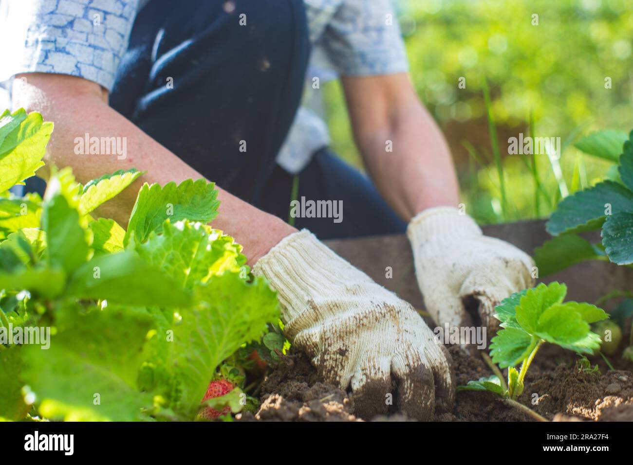 The farmer takes care of the plants in the vegetable garden on the farm ...