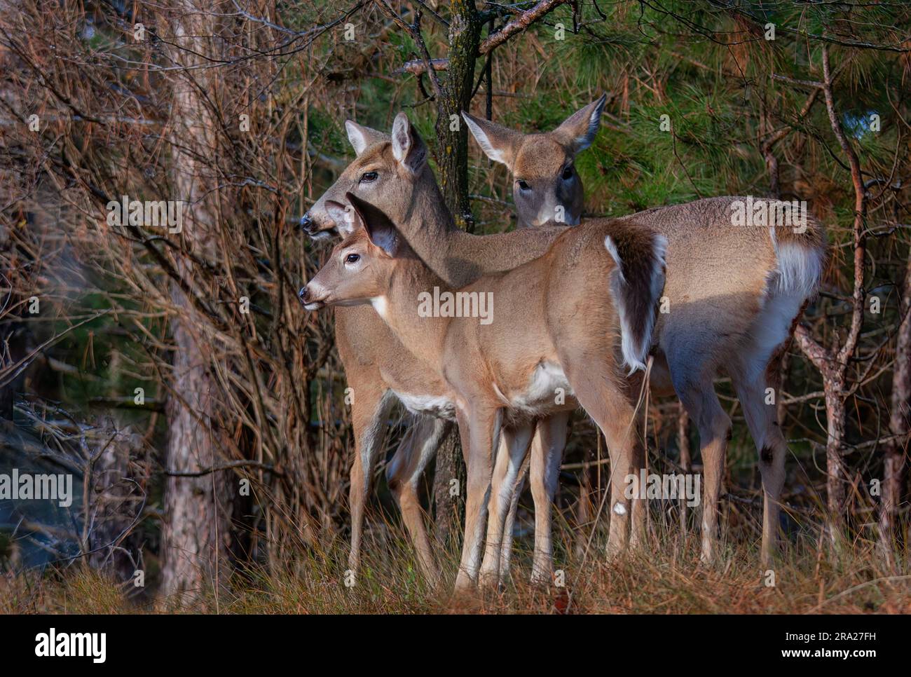 White-tailed deer meeting each other in the forest in Canada Stock ...