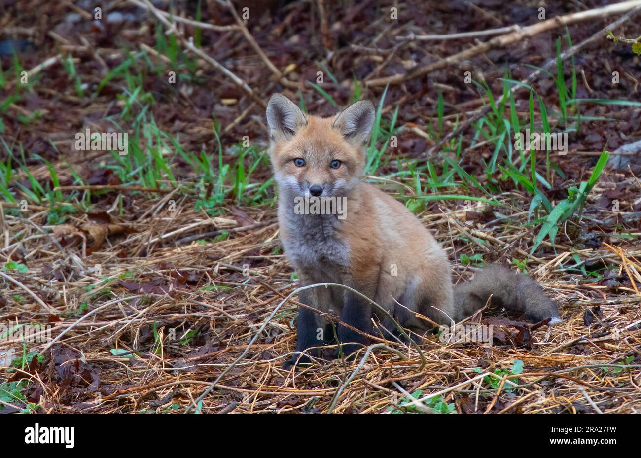 Red fox kit (Vulpes vulpes) sitting by its den in the forest in early spring in Canada Stock ...