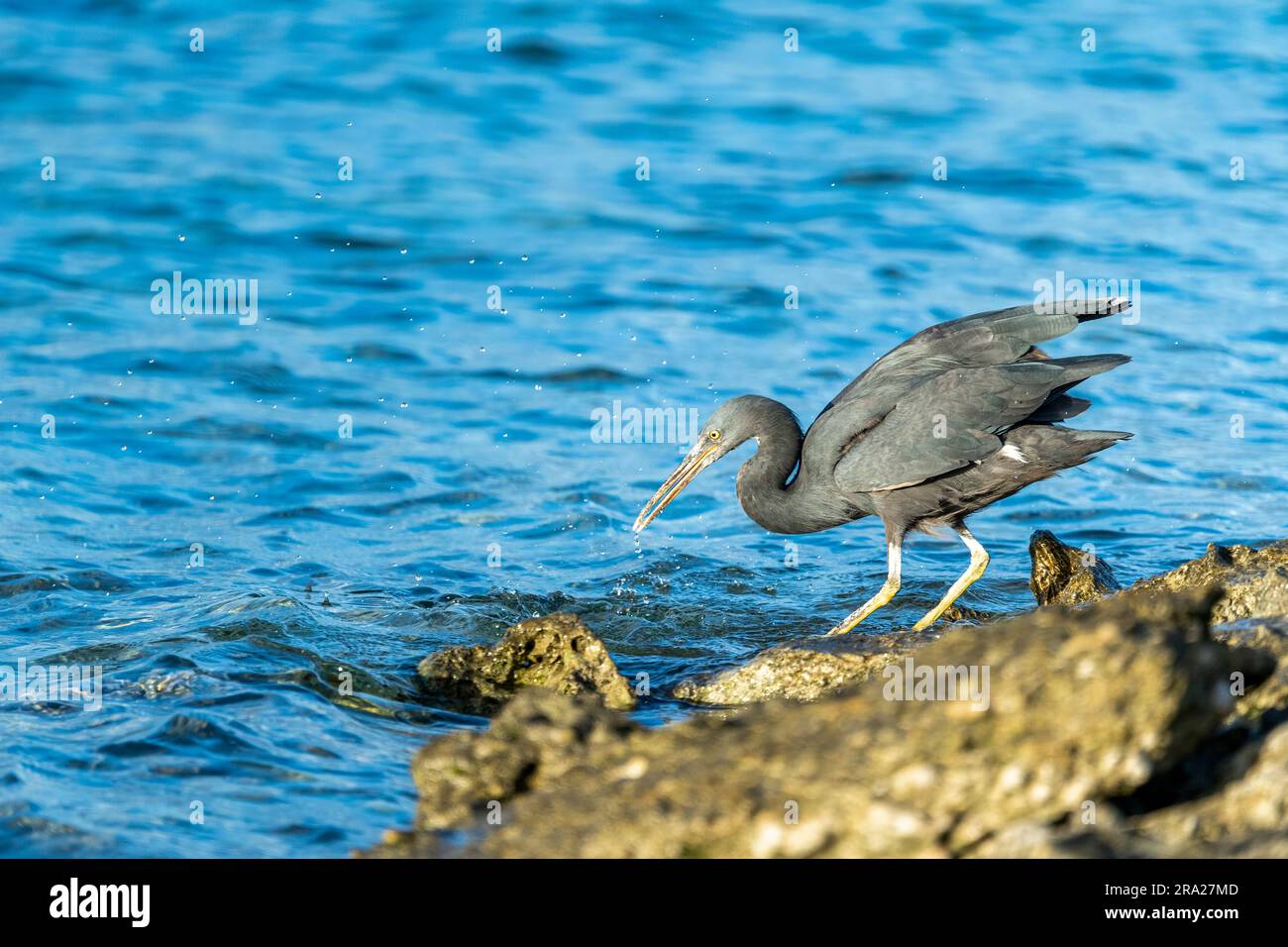 Eastern reef egret (Egretta sacra) stalking small fish in shallows ...