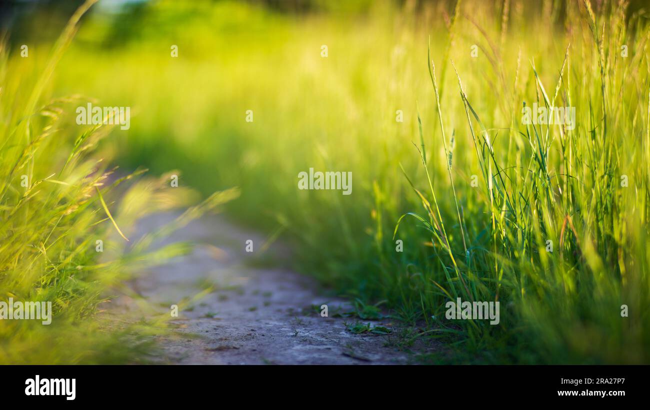 Fresh green grass on a sunny summer day close-up. Beautiful natural ...