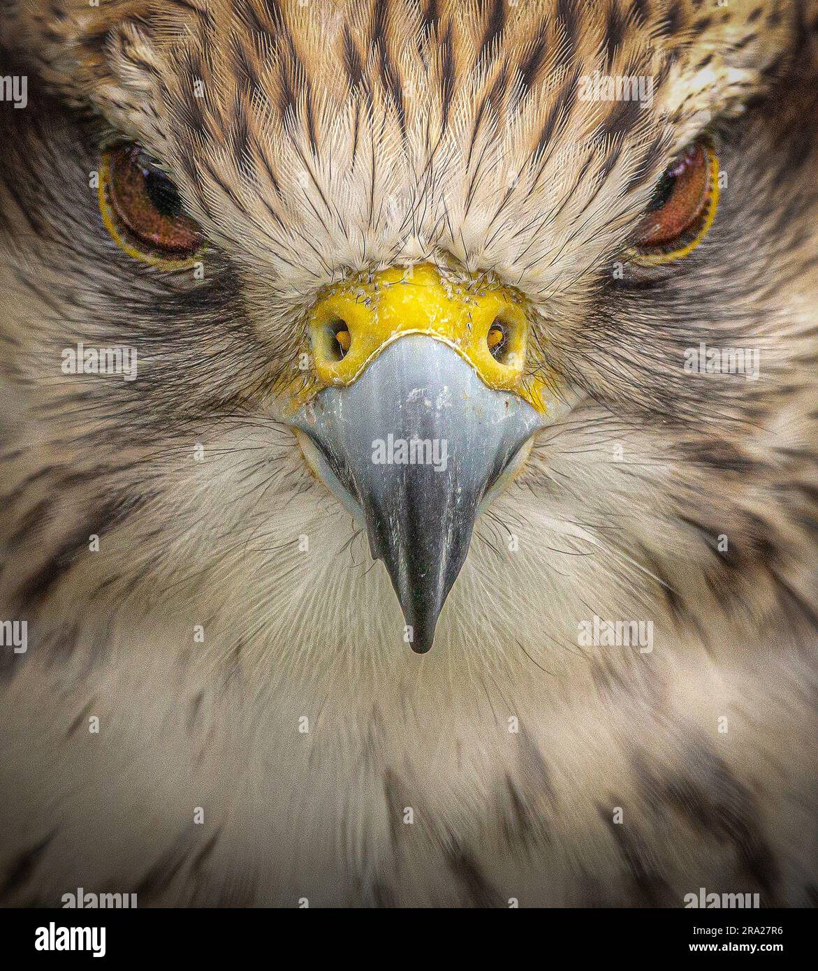 Saker Falcon taken at Wild Wings WARRINGTON ENGLAND INCREDIBLE IMAGERY ...