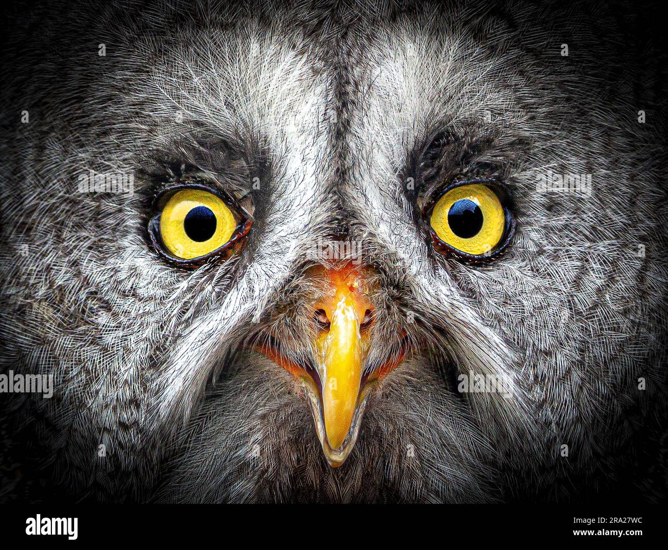 Grey Owl Wilk Wings, WARRINGTON, ENGLAND INCREDIBLE IMAGERY eye-to-eye ...