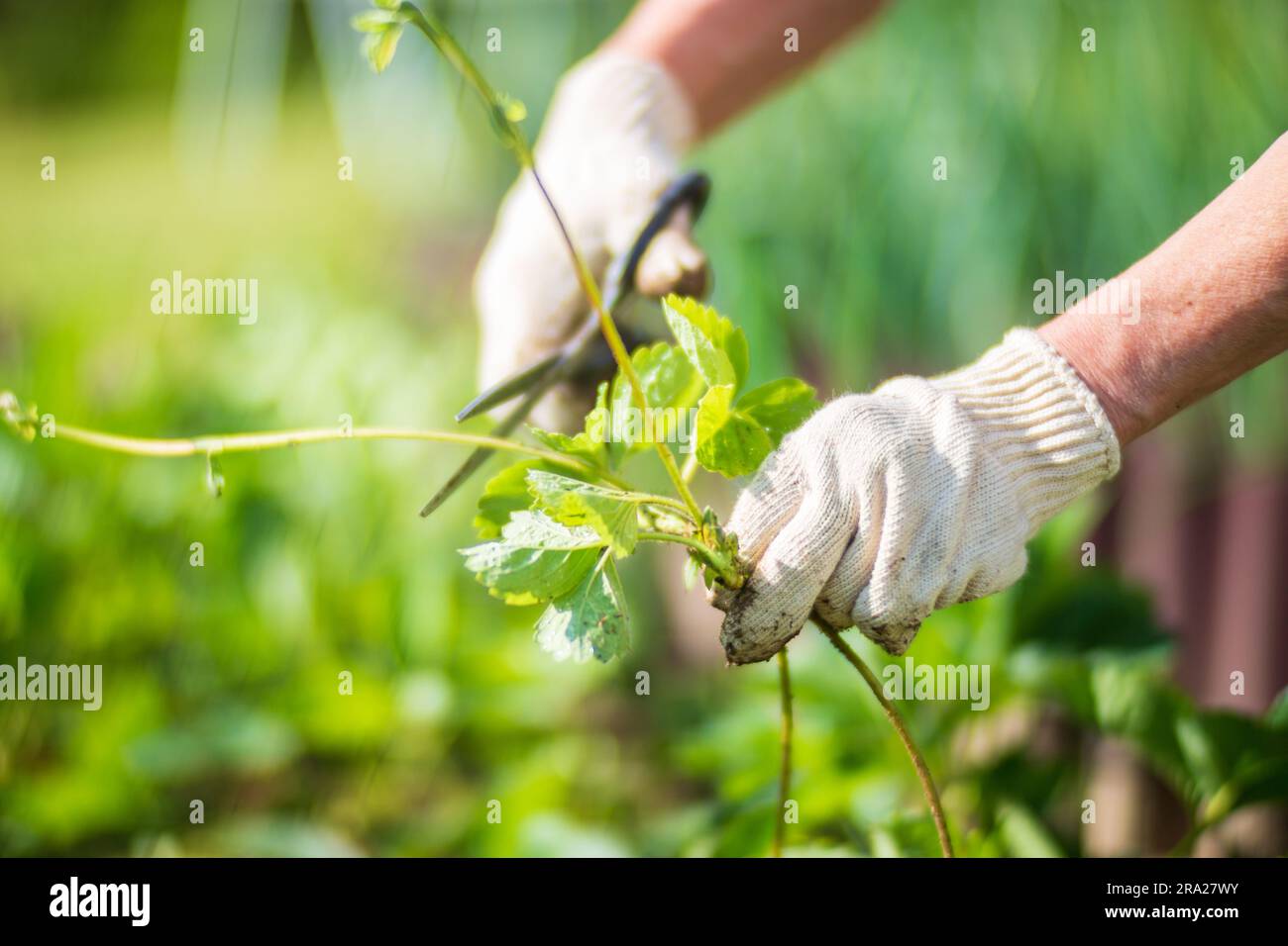 The farmer takes care of the plants in the vegetable garden on the farm ...