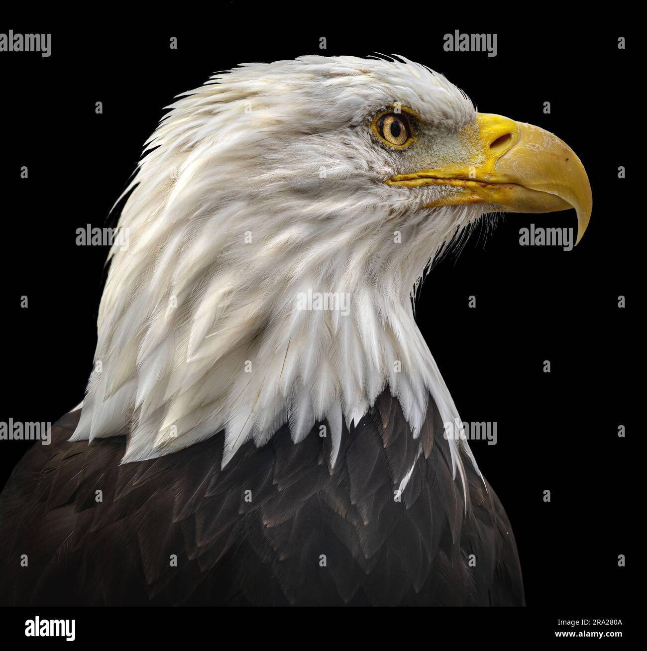 Bald Eagle taken at Gauntlet Birds of Prey, Eagle and vulture park ...