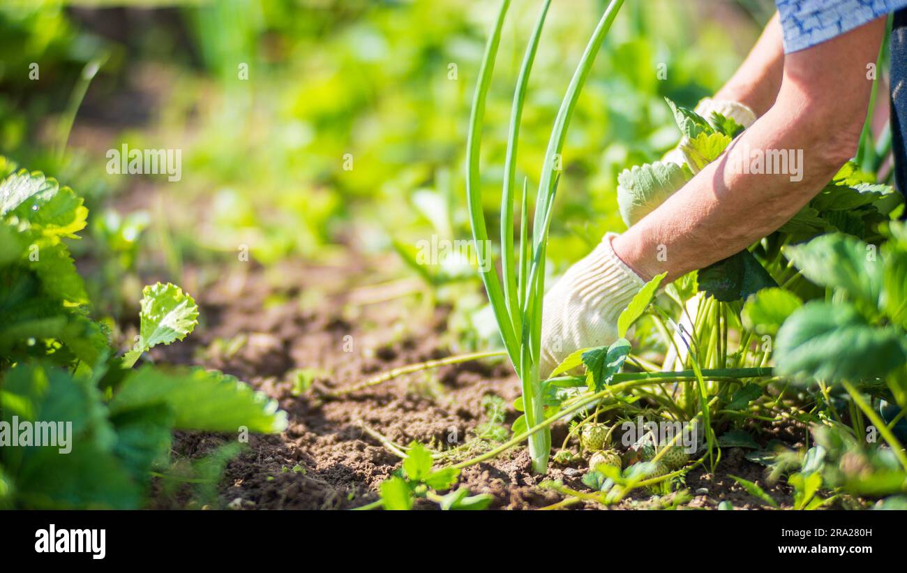 The farmer takes care of the plants in the vegetable garden on the farm ...
