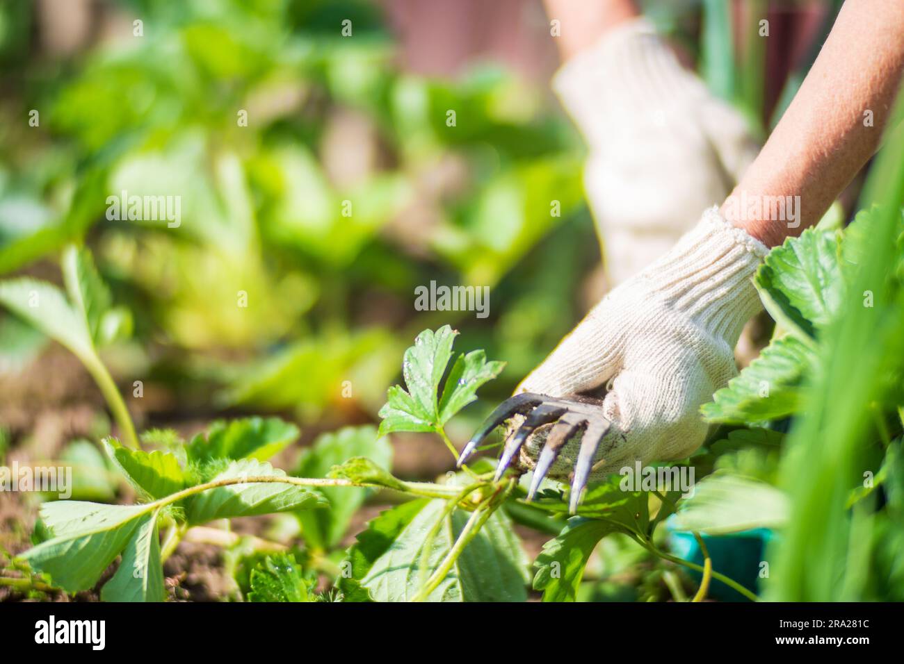 The farmer takes care of the plants in the vegetable garden on the farm ...
