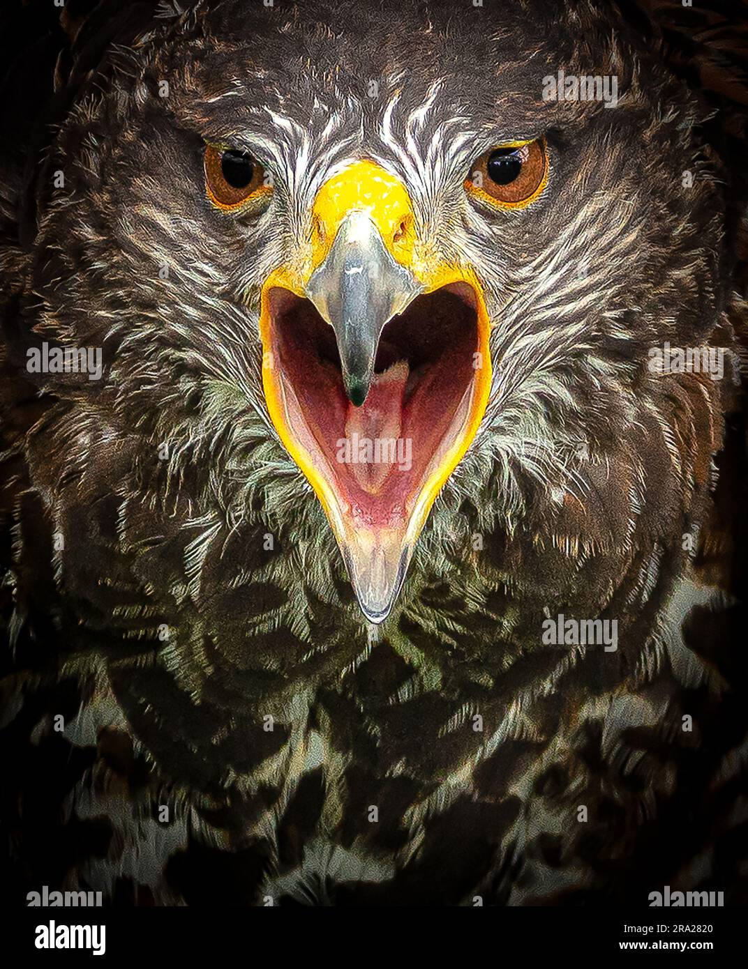 Buzzard taken at Wild Wings WARRINGTON, ENGLAND INCREDIBLE IMAGERY eye ...