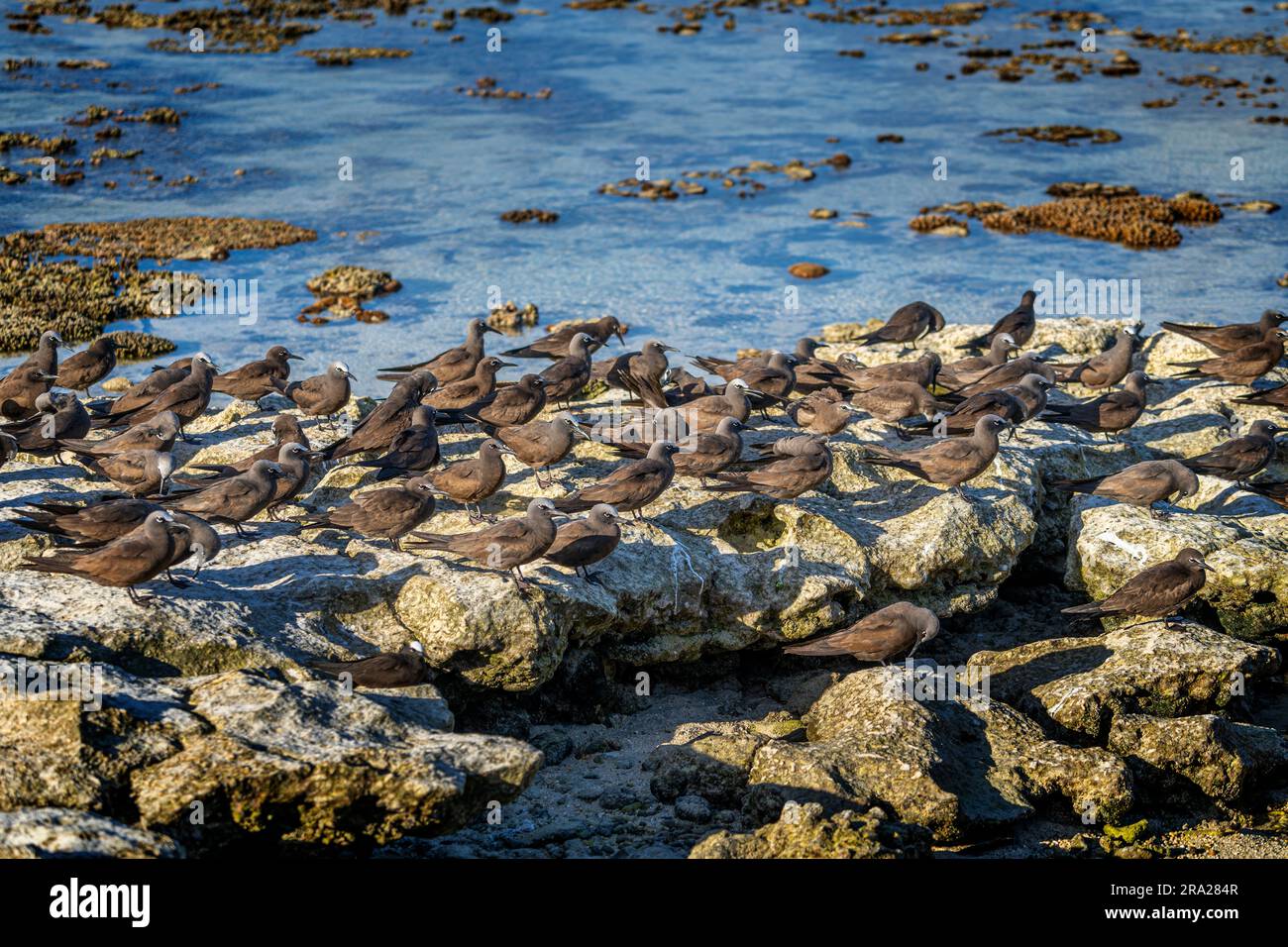 Group of Common noddies (Anous stolidus) on rocky shoreline at low tide ...