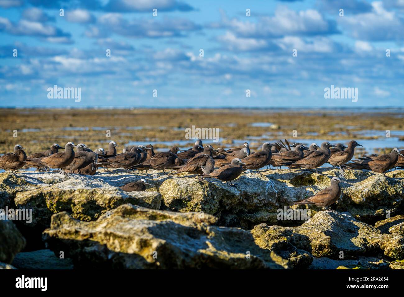 Group of Common noddies (Anous stolidus) on rocky shoreline at low tide ...