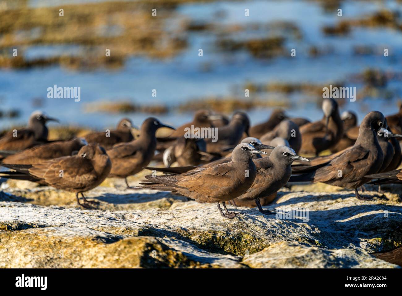 Group of Common noddies (Anous stolidus) on rocky shoreline at low tide ...