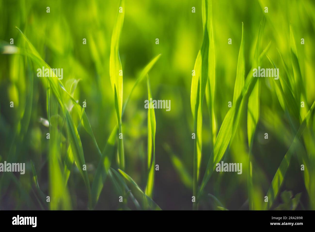 Fresh green grass on a sunny summer day close-up. Beautiful natural ...